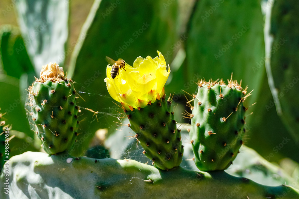 Opuntia ficus-indica, commonly known as, among others, prickly pear ...