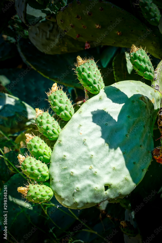 Opuntia ficus-indica, commonly known as, among others, prickly pear ...