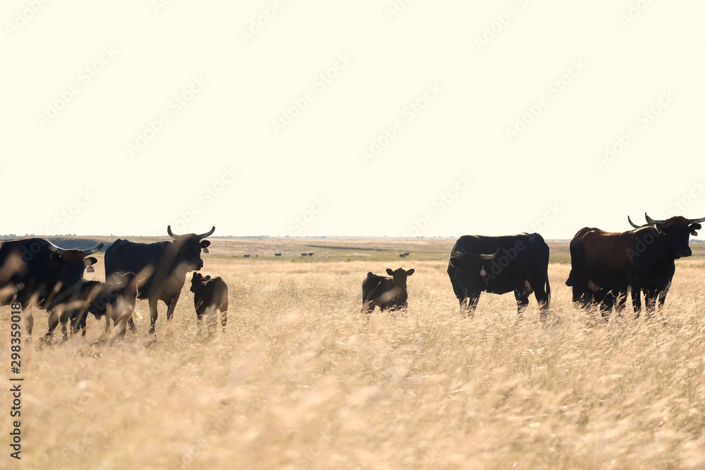 Cattle on farm in Texas prairie grass, Corriente breed cows with calves ...