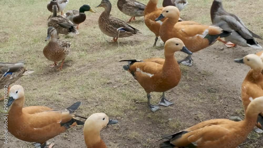 congestion of ducks, congestion, duck, animal, mallard, bird, outdoors ...