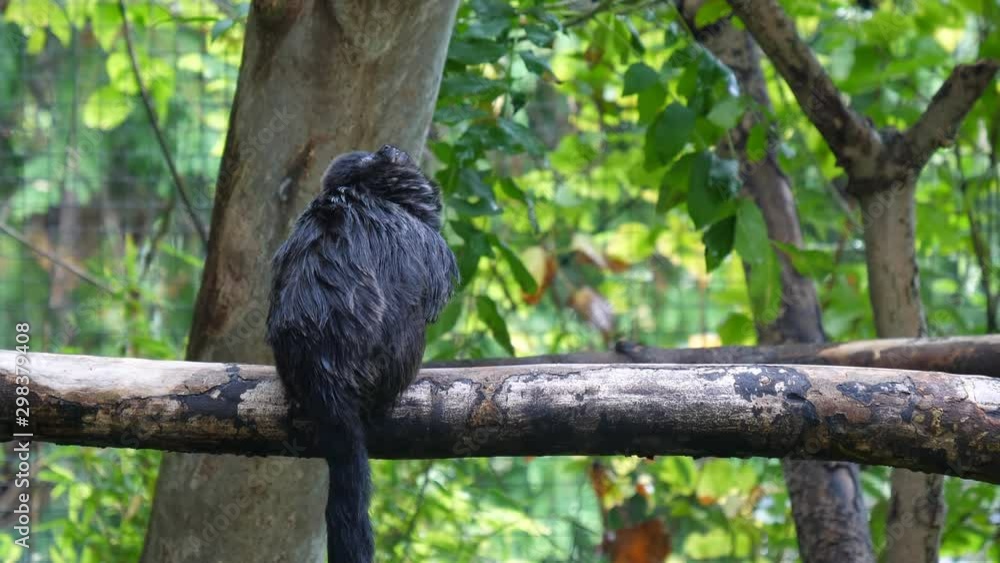 Black color Goeldi's monkey Callimico goeldii or marmoset sitting on ...