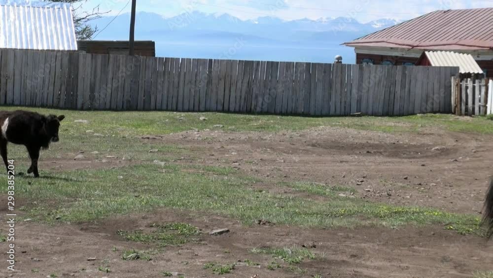 One long-haired yak cow tibetan bull sarlyk grunting ox farm animals ...