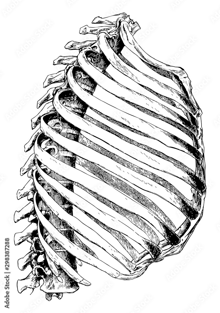 Lateral View of Bony Thorax, vintage illustration. Stock Vector | Adobe ...