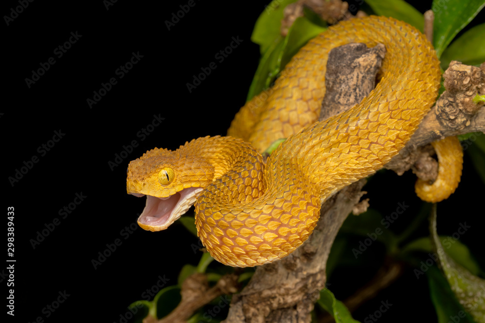 Colorful Bush Viper snake with open mouth Stock Photo | Adobe Stock