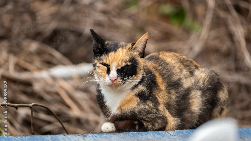 Stray Cats Tortoise Shell