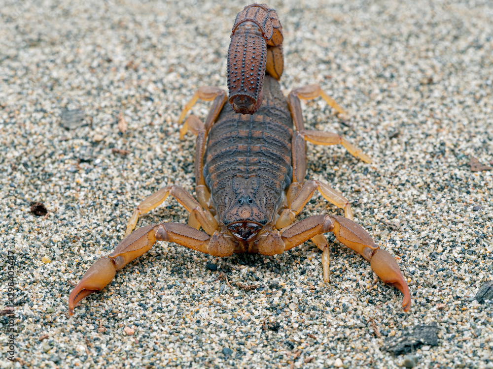 Front view of an alligator back scorpion, Hottentotta hottentotta, on ...
