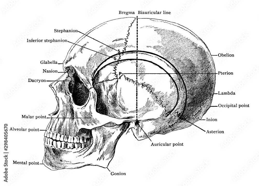 Asterion Skull