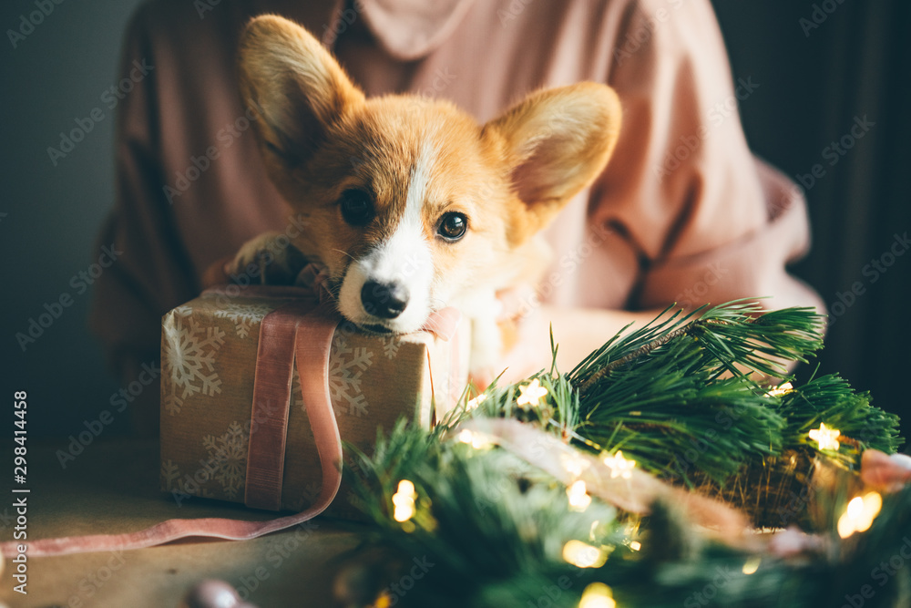 Corgi Wallpaper Christmas