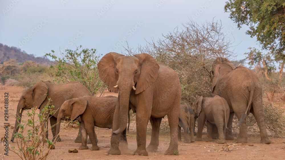 Family group dynamics in a small herd of African elephants foraging in ...