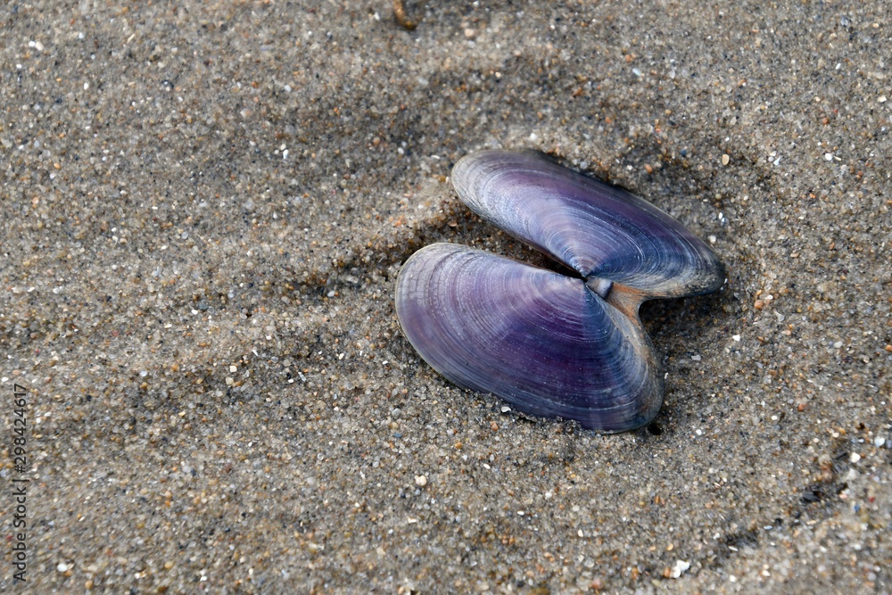 A shiny purple and blue pipi or clam shell discarded in the sand on the ...