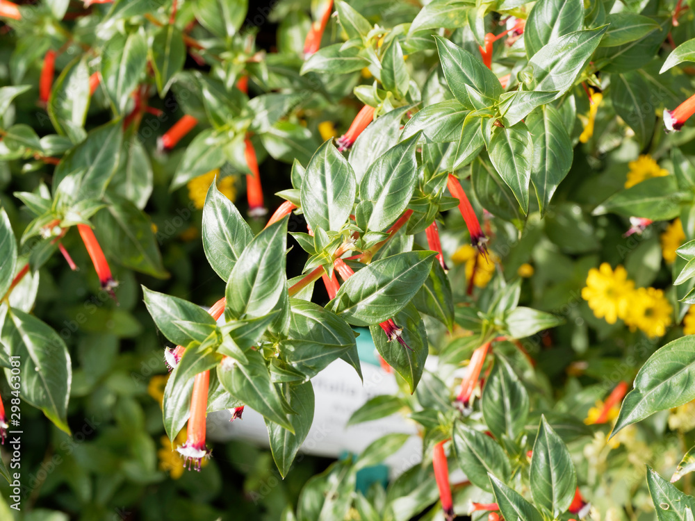 Cuphea ignea - Plante-cigare ou Fleur-cigarette au long calice tubulé ...