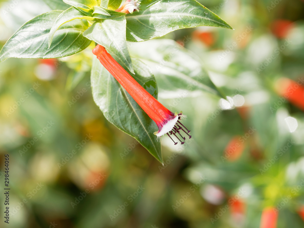 Cuphea ignea - Gros plan sur Plante-cigare ou Fleur-cigarette au long ...