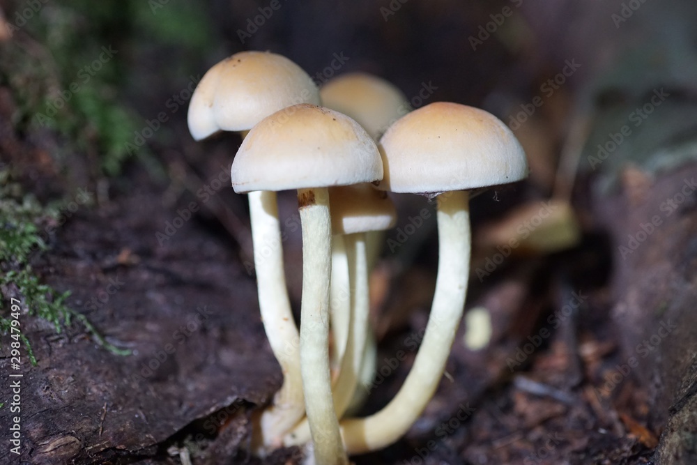 Pilz Stock Photo | Adobe Stock