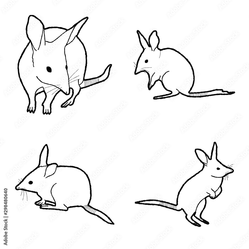Bilby Animal Vector Illustration Hand Drawn Cartoon Art Stock Vector ...