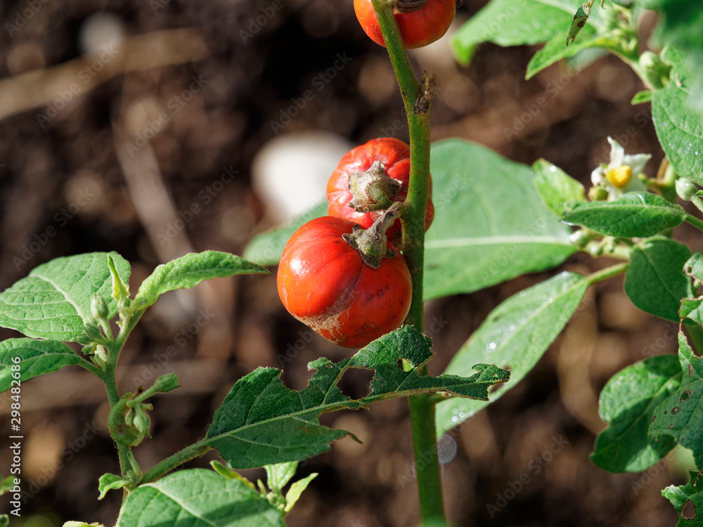Foto de solanium aethiopicum - Fruits ronds, cotelés et rouges de ...