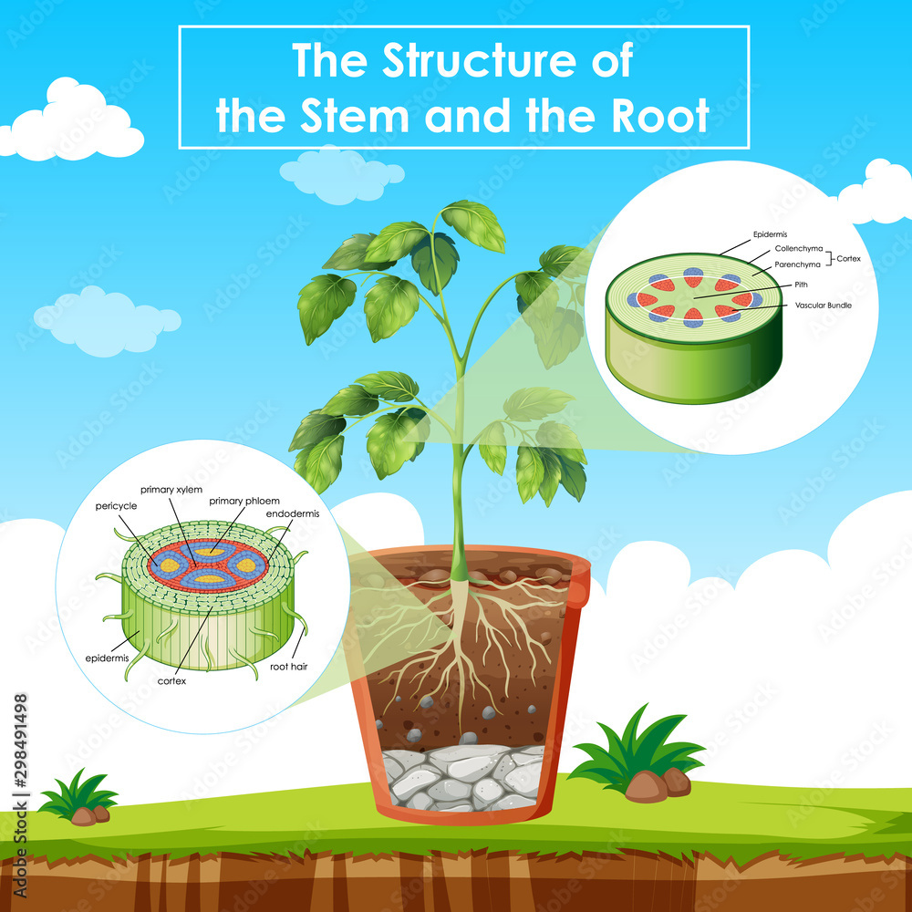 Diagram showing the structure of stem and root Stock Vector | Adobe Stock