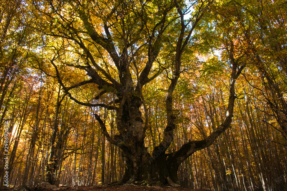 Monumental Pontone beech tree (faggio del Pontone) is located near ...