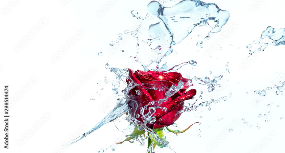Red rose with water splash and drops on a white background. Selected ...