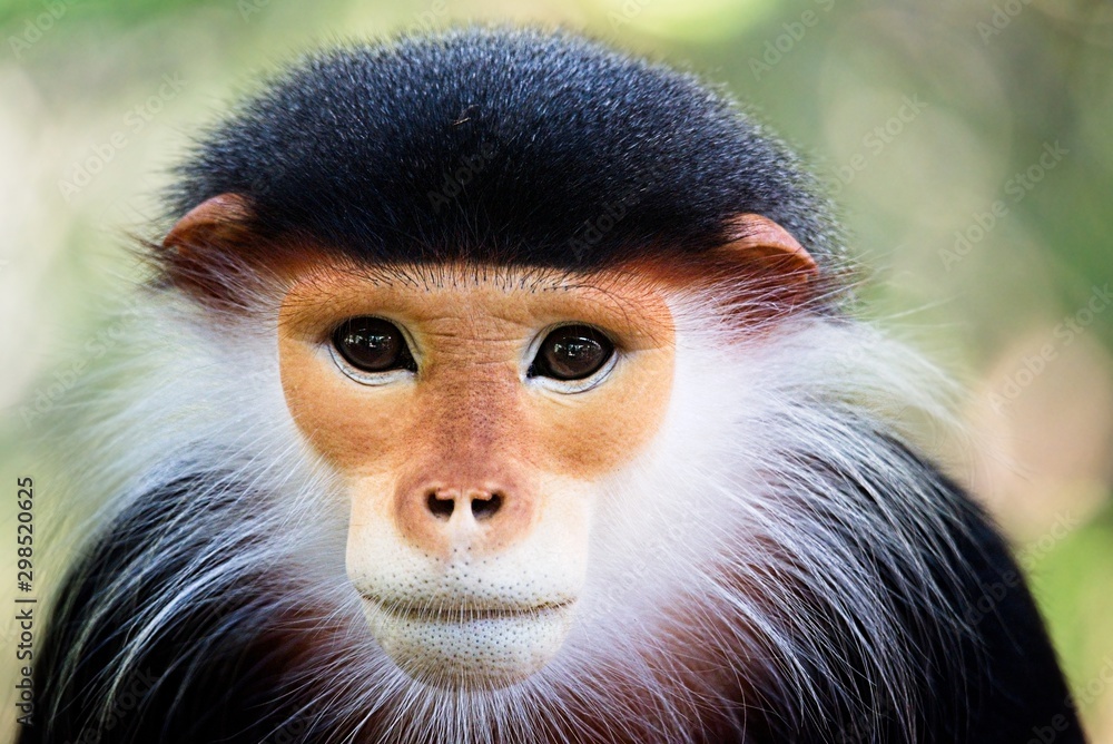 Douc Langur