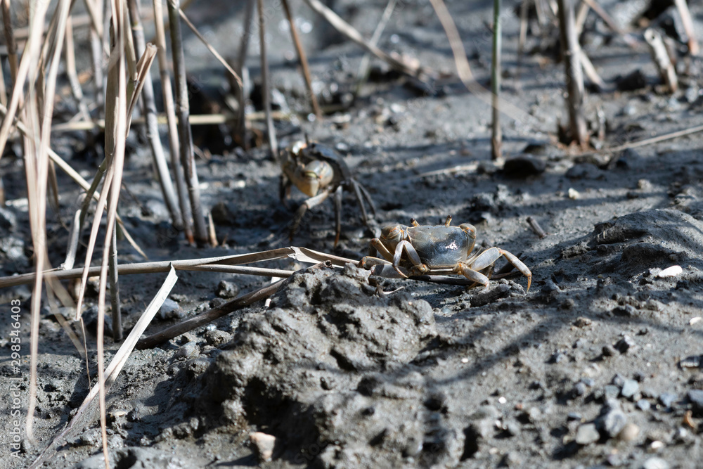 Helice tridens (Japanese name Ashiharagani) a crab in Tokyo Bay Stock ...