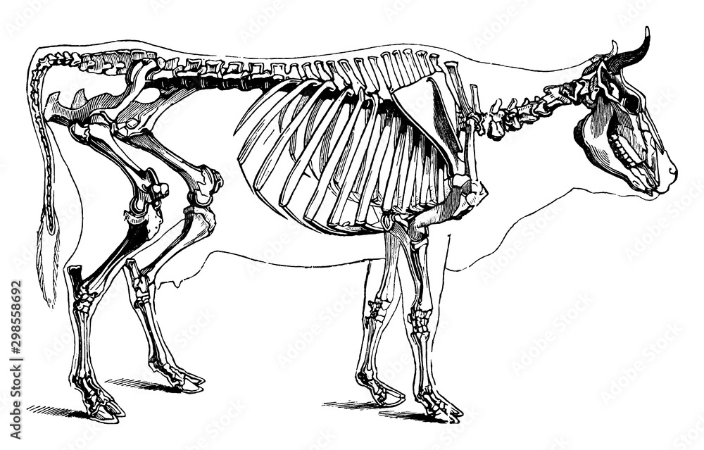 Cow Skeleton, vintage illustration. Stock Vector | Adobe Stock