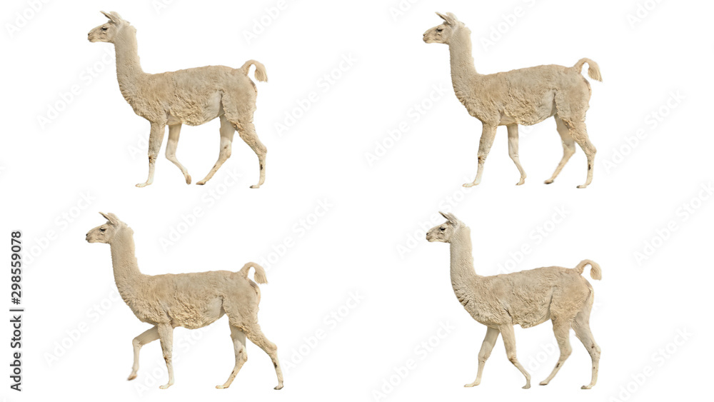 Lama slowly walking seamlessly looped on black screen, real shot ...