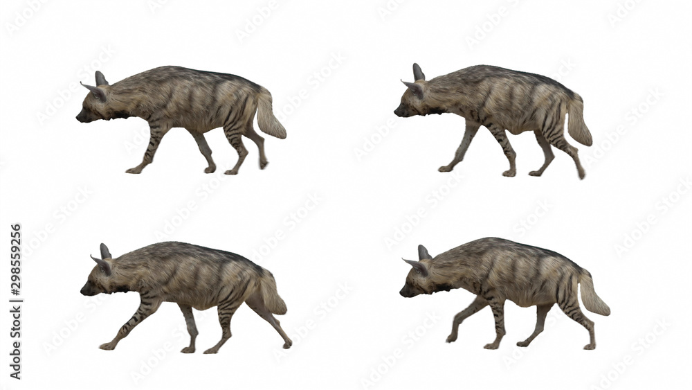 Striped hyena slowly walking seamlessly looped on black screen, real ...