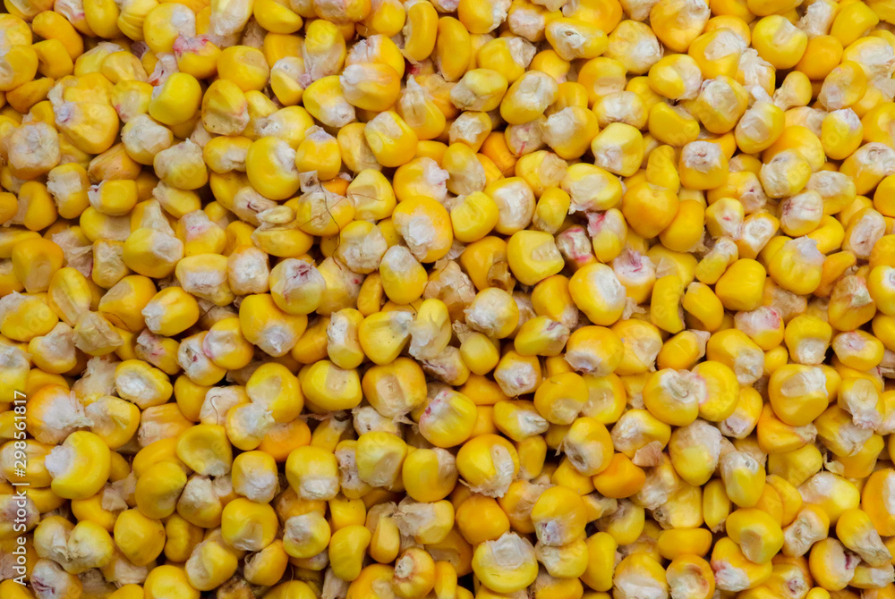 Granos de maíz amarillo natural organico Stock Photo | Adobe Stock