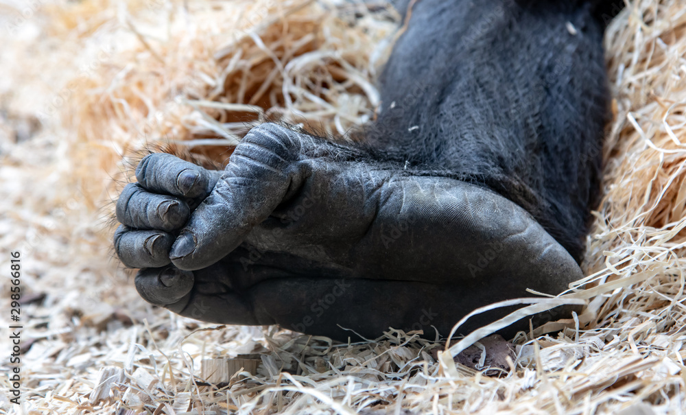 Poster The detailed look at foot of western lowland gorilla (Gorilla ...