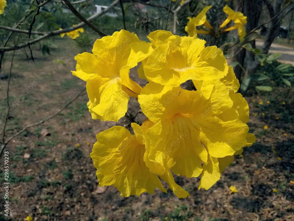 Yellow tabebuia flower blossom, Tabebuia chrysantha flower or Golden ...