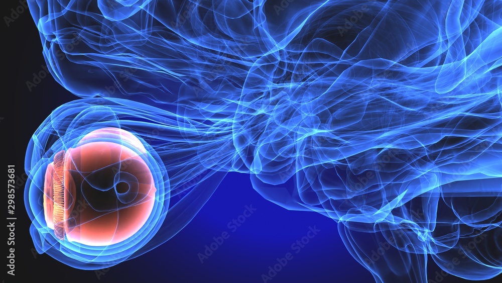 3d rendered medically accurate illustration of a human brain, eyes and ...