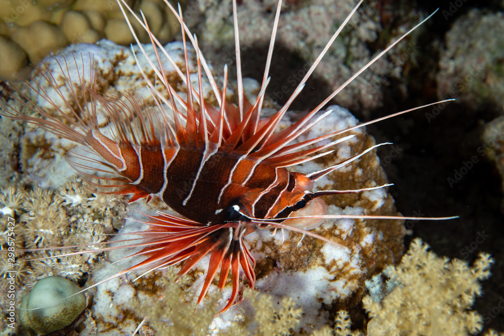 The clearfin lionfish (Pterois radiata) hiding in crevices of the coral ...