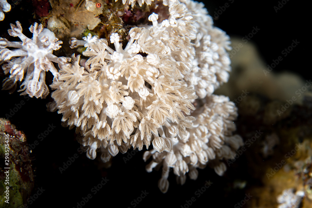 Pulsating Xenia (Xenia sp) macro shot on the coral reefs of the Red Sea ...