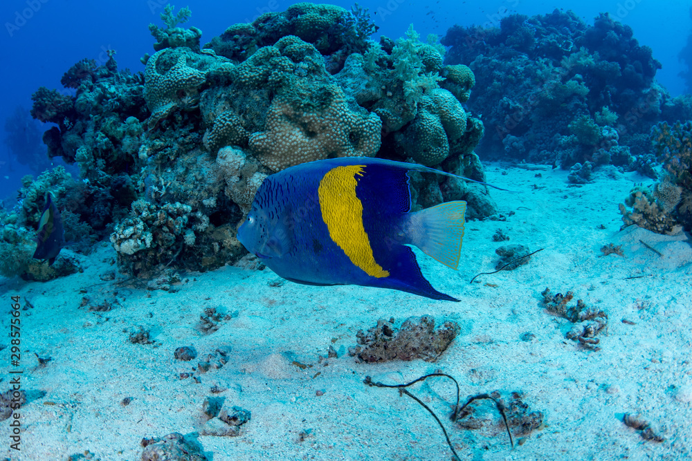 Photo & Art Print Yellowbar Angelfish, Pomacanthus Maculosus in the ...