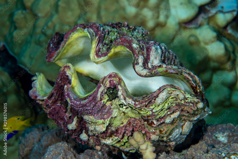 An empty shell of a giant/maxima bivalve mollusc (Tridacna sp), Red Sea ...