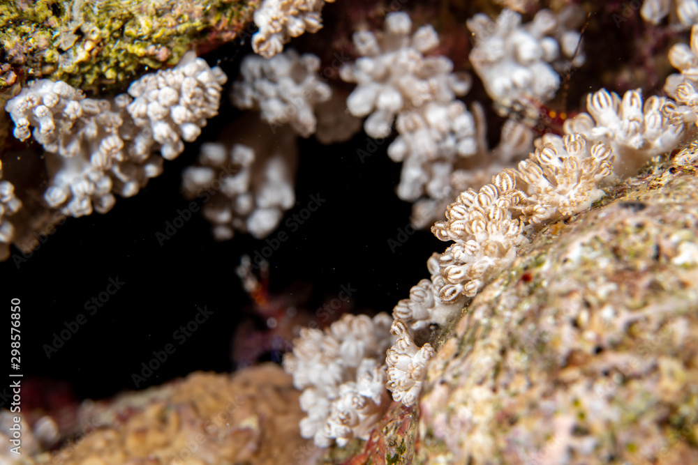 Multiple new colonies of soft pulsing corals (Xenia sp) on St. John´s ...