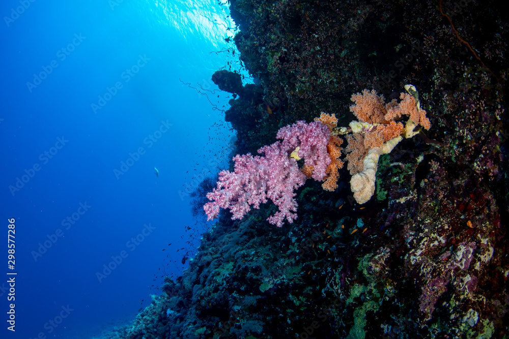 Orange-violet Carnation Tree Coral (Dendronephthya / Scleronephthya sp ...