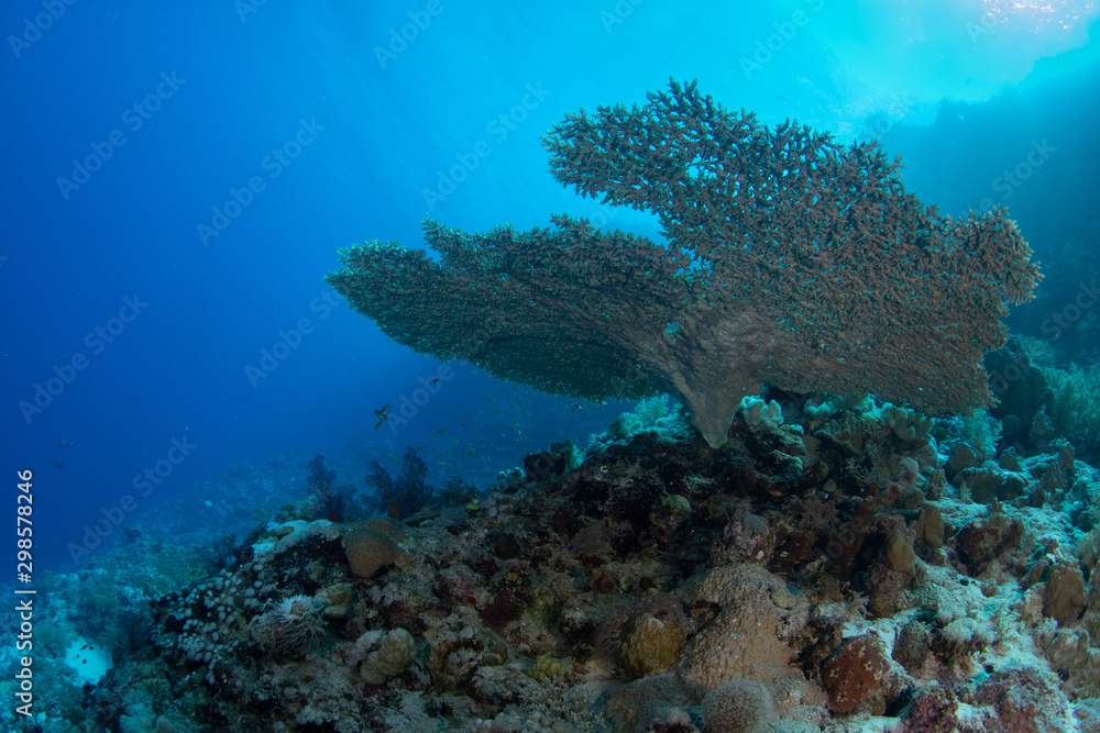 Beautiful table coral (prob. Acropora pharaonis) on the coral reefs of ...