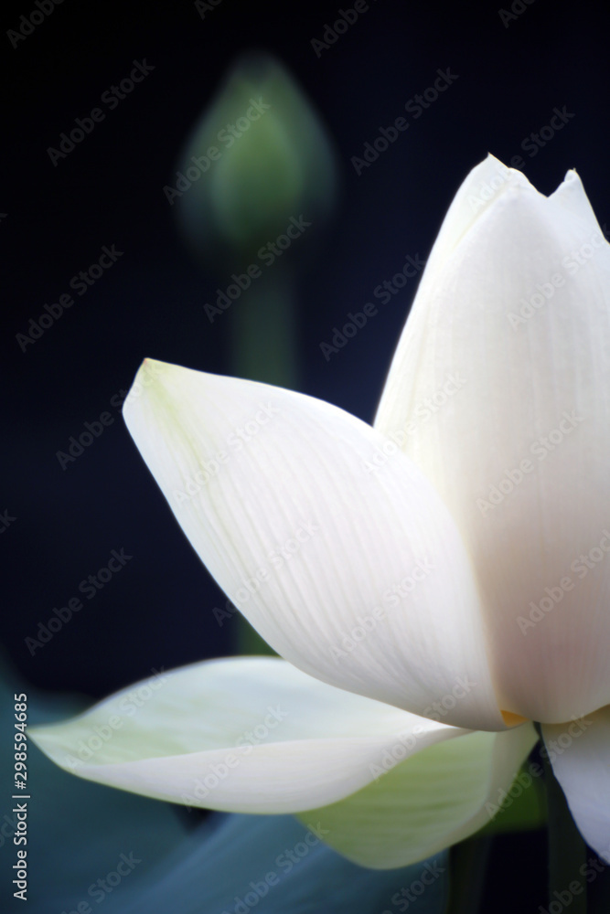 The white lotus flower looks outstanding Stock Photo | Adobe Stock