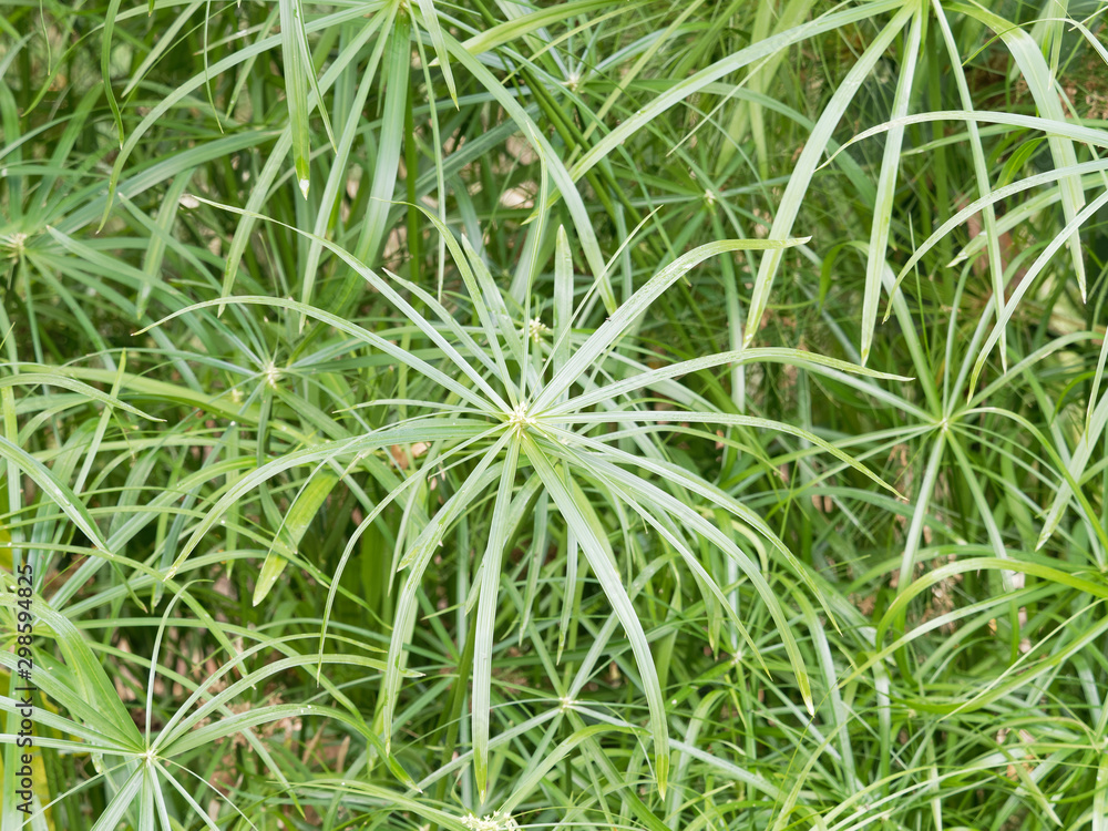 (Cyperus papyrus) Papyrus du nil ou jonc du Nil aux feuilles lisses ...