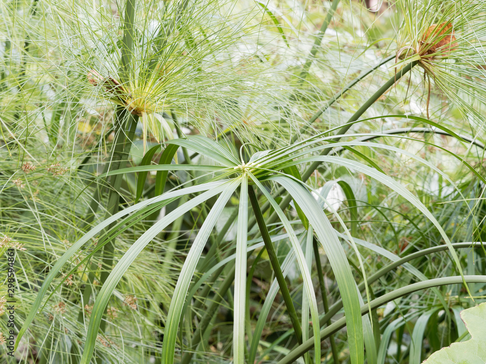 (Cyperus papyrus) Papyrus du nil ou jonc du Nil aux longues tiges avec ...