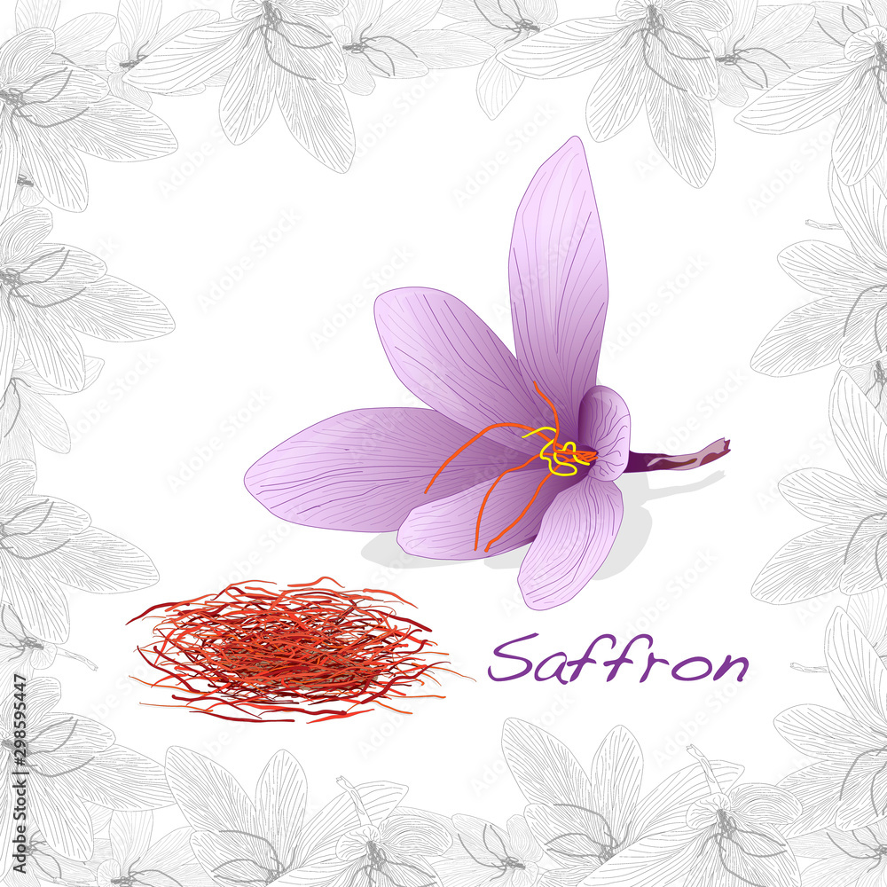 Saffron flower set in decorative frame. Vector isolated image Stock ...