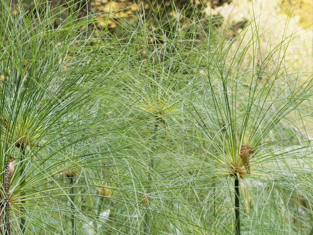(Cyperus papyrus) Papyrus du nil ou jonc du Nil aux feuilles lisses ...