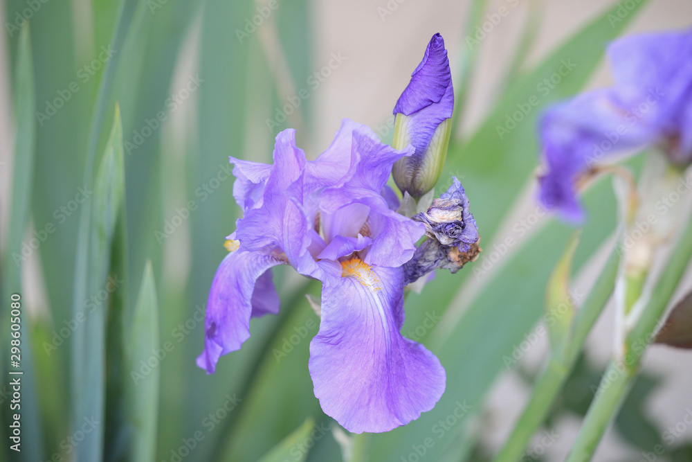 Iris Wallpaper HD Stock Photo | Adobe Stock