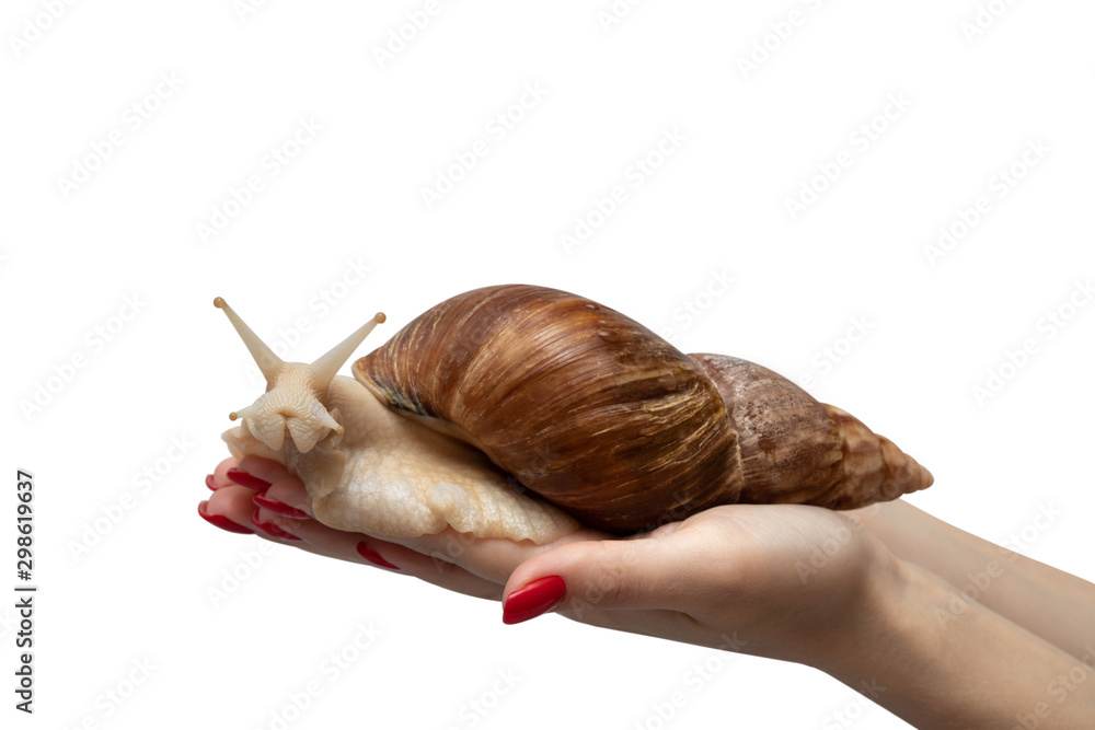 Achatina snail close up. Giant African snail Achatina in hand isolated ...