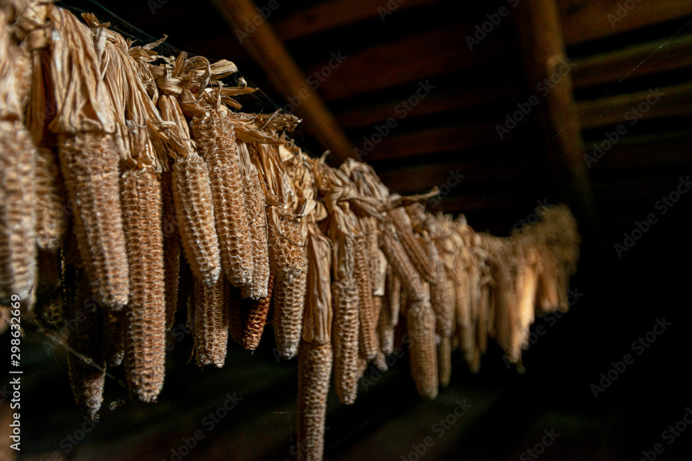 dried corn pumpkins are suspended for 33 years in the attic of a house ...