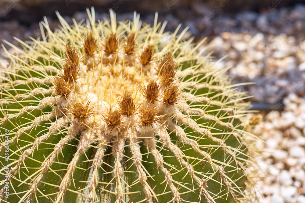 Cactus ball echinocactus grusonii in the garden. Close up of succulent ...