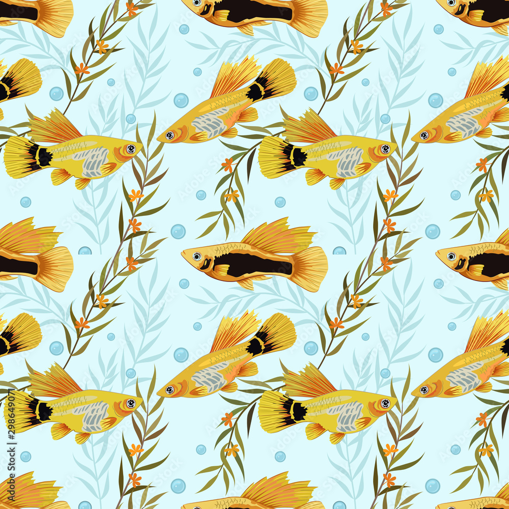 Molly fish or Xiphophorus maculatus tropical aquarium fish pattern ...