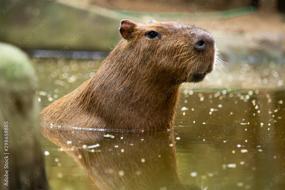 capybara Stock Photo | Adobe Stock
