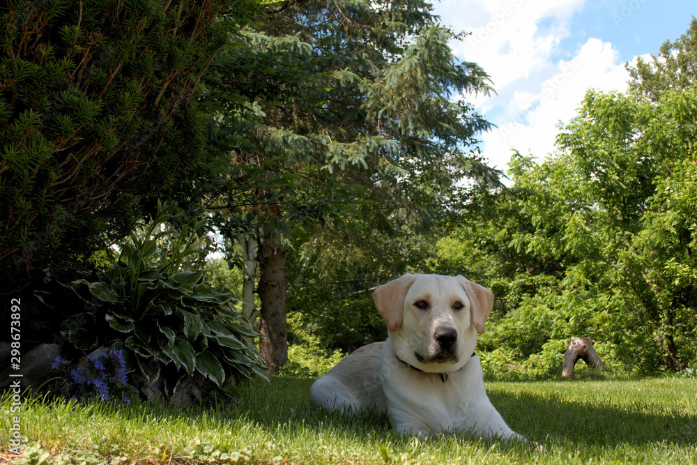 Do Labradors Need A Big Backyard